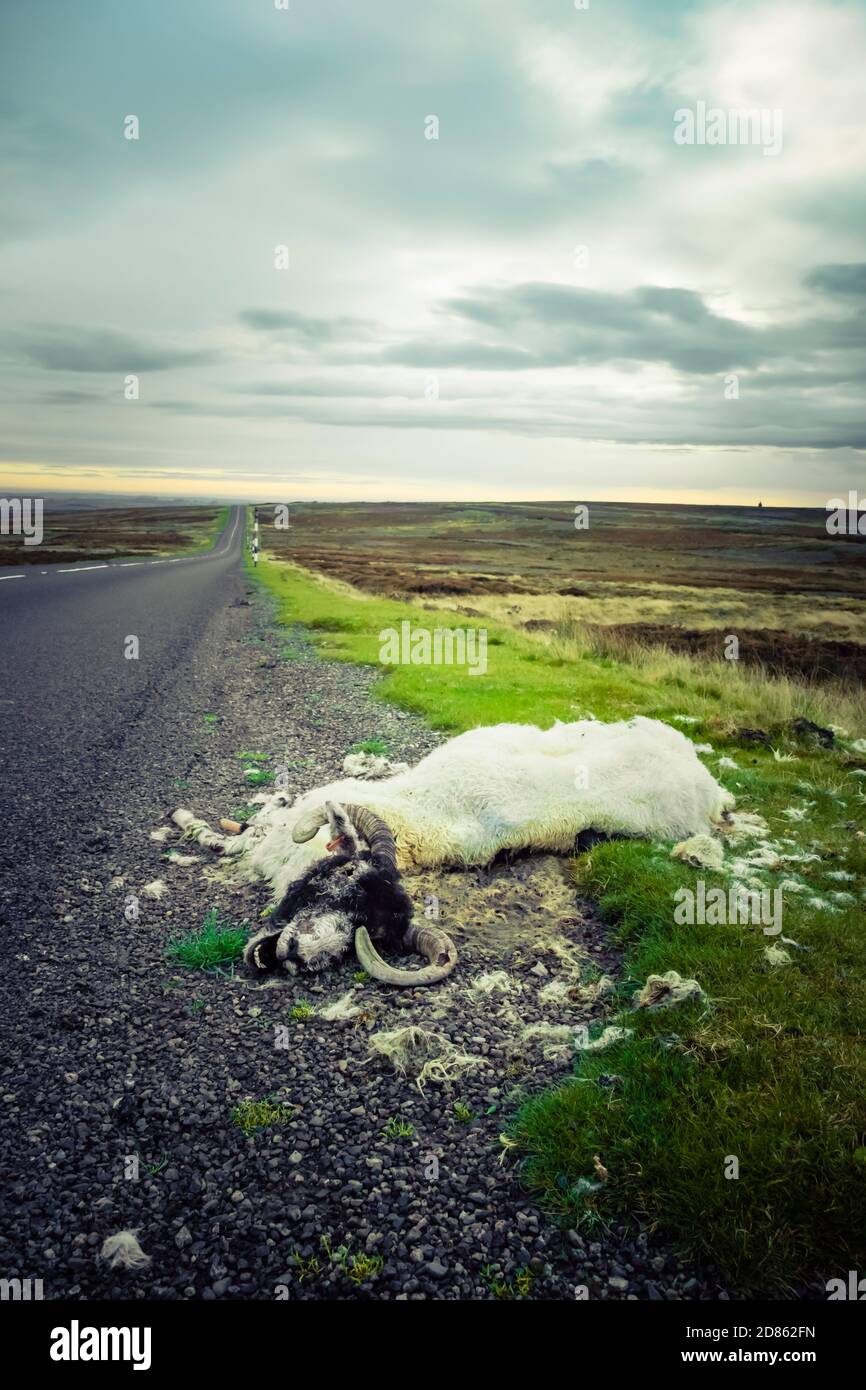 Dead sheep lying by the side of a rural road over the moors, near ...