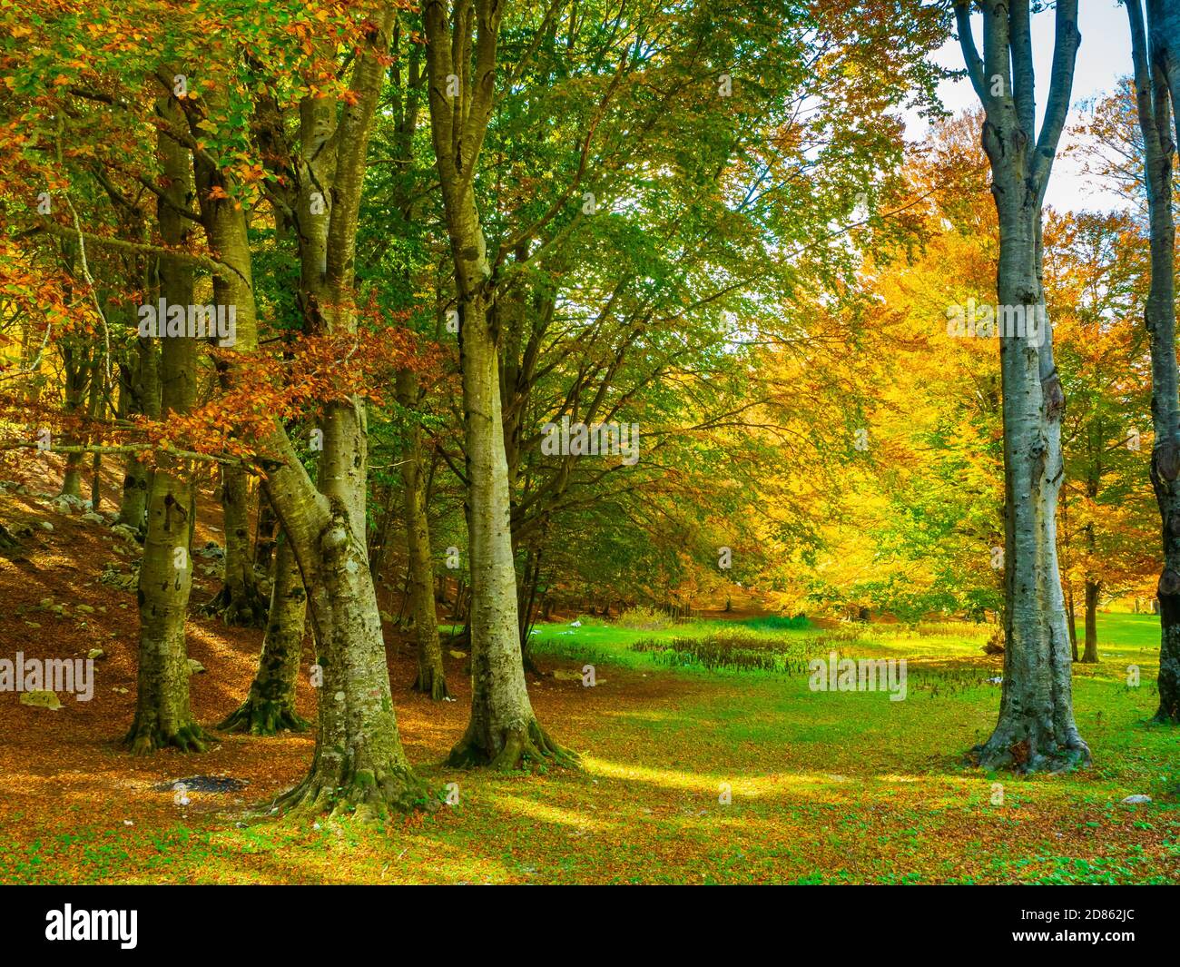 colorful Italian forest in autumn with falling leaves from the trees ...