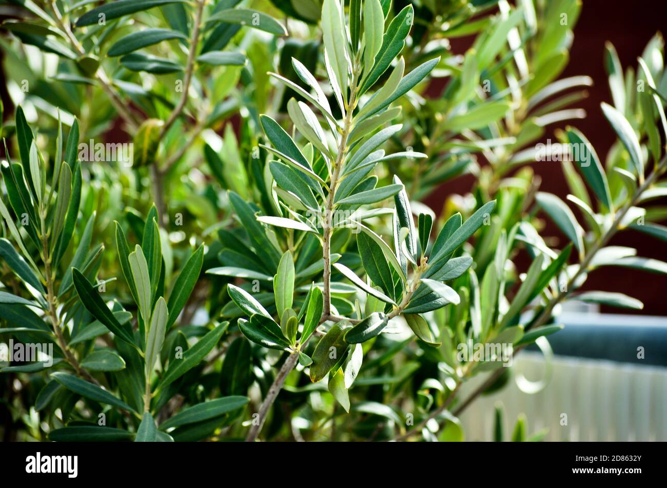 Olive bush hi-res stock photography and images - Alamy