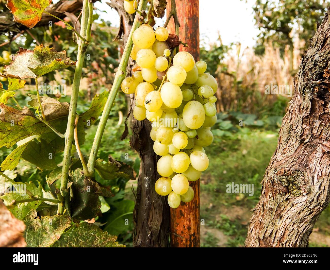 Vineyard Ready to Produce Wine Stock Photo - Alamy