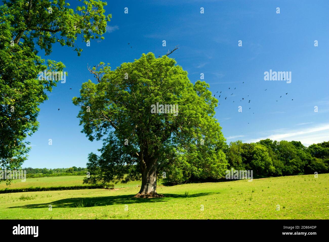 Flying around trees hi-res stock photography and images - Alamy