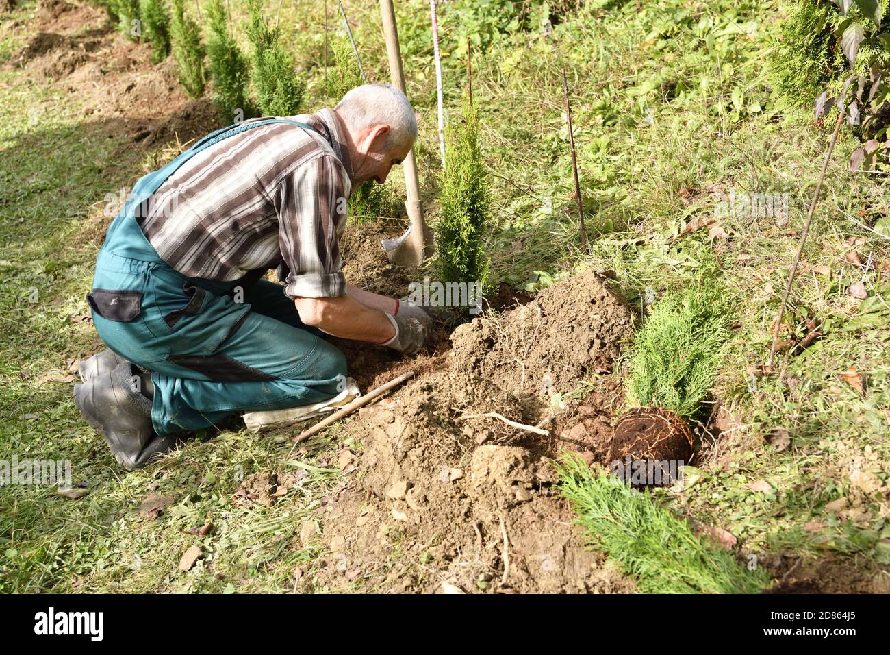Planting holes tree planting hi-res stock photography and images - Alamy