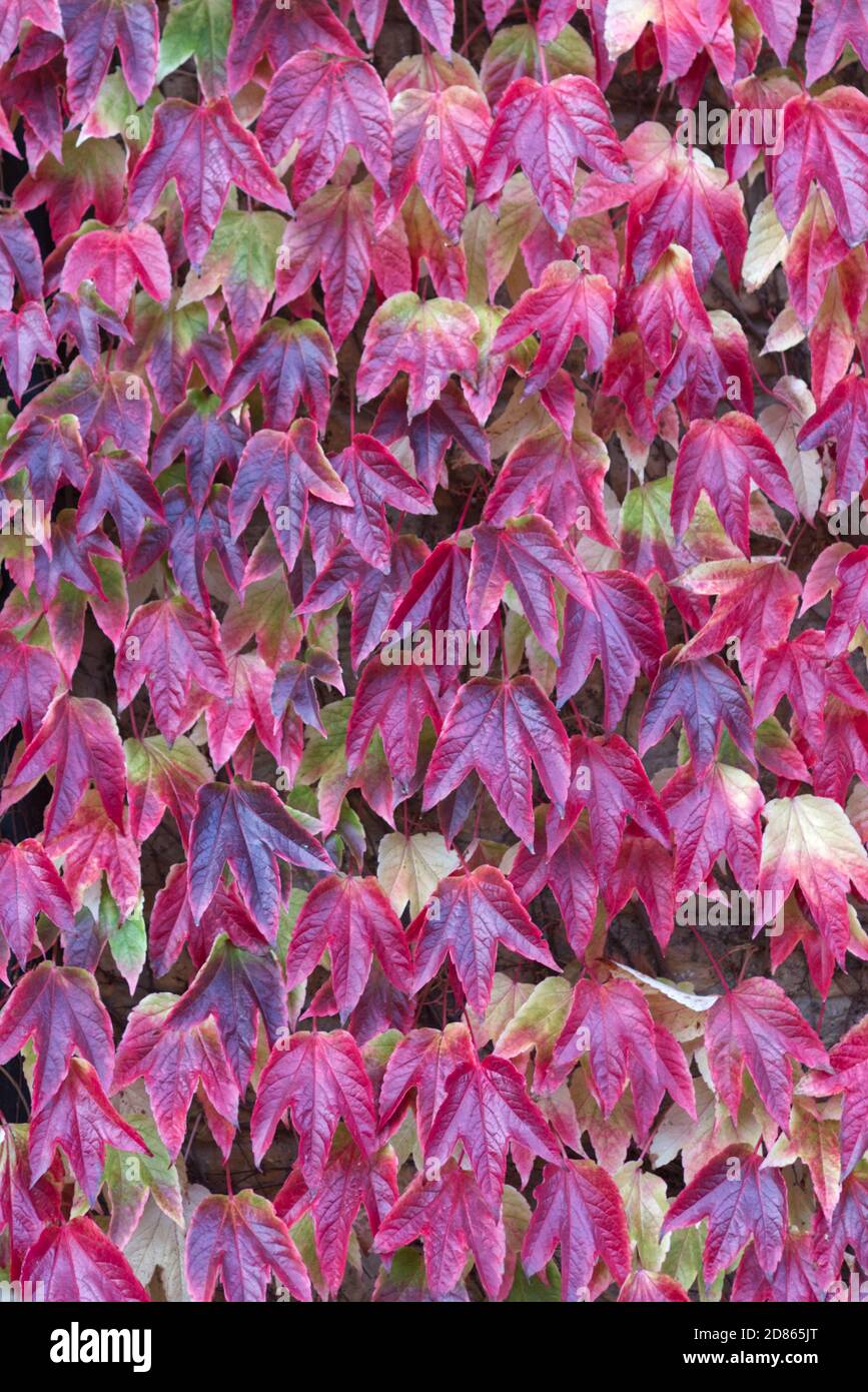 Fall foliage leaf peeping hi-res stock photography and images - Alamy