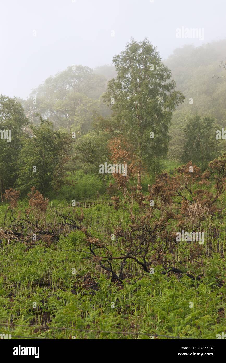 New growth after a fire Stock Photo - Alamy