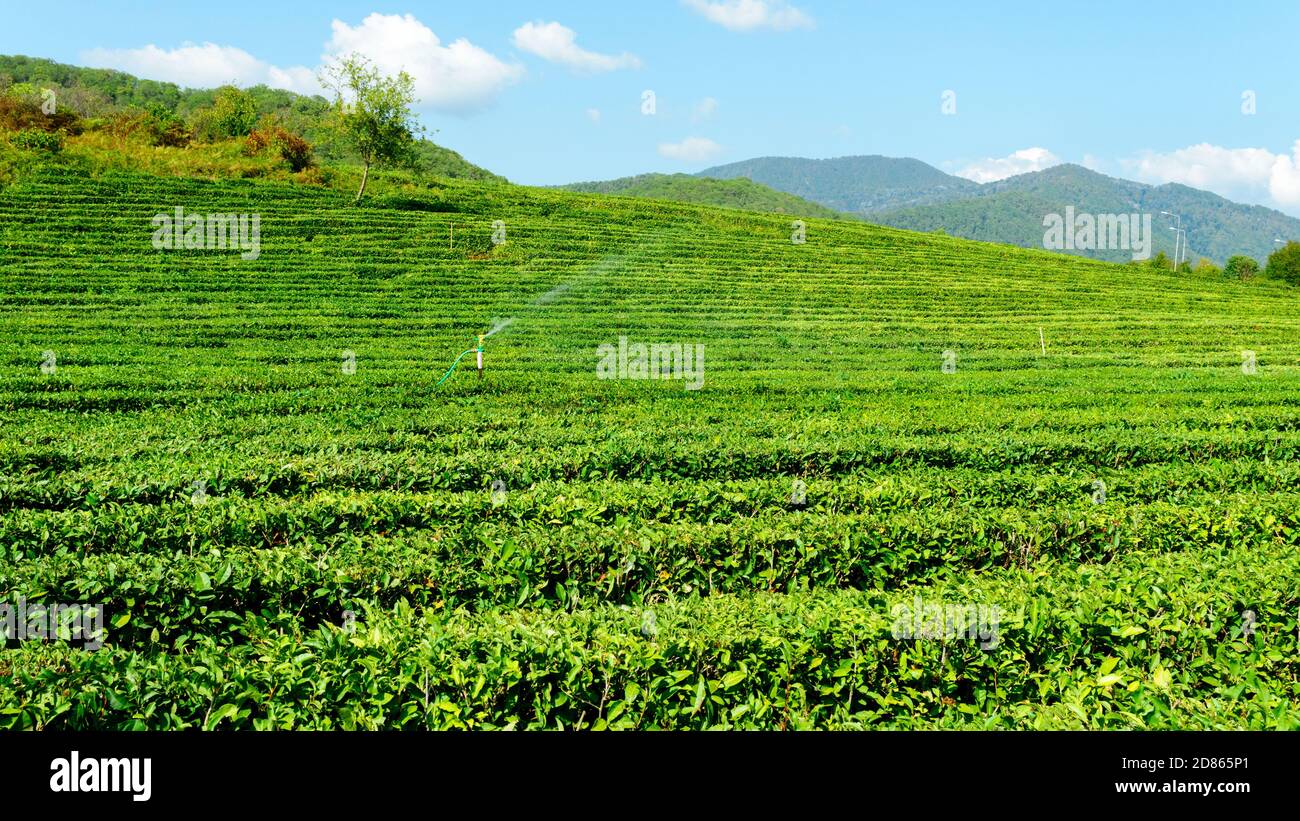 Tea plantation. The tea in Europe. Nature Agricultural Farming Organic ...