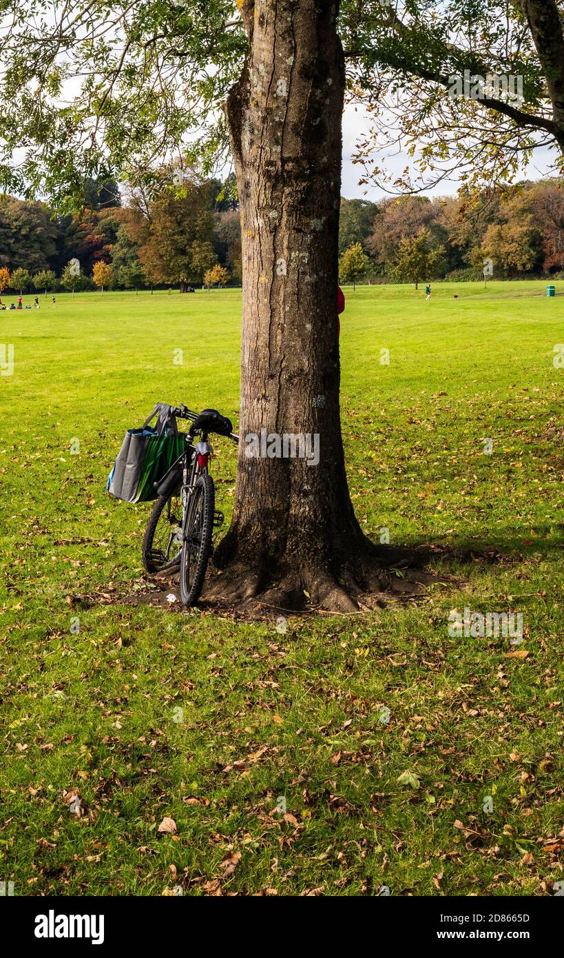 Lone bicycle against a tree Stock Photo - Alamy