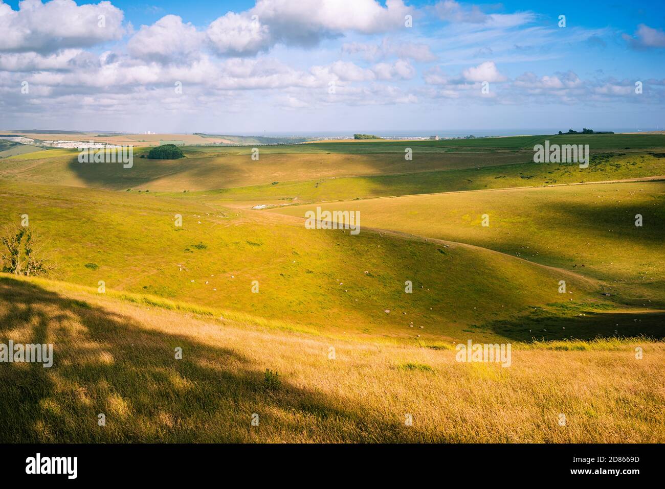 Landscape of the South Downs in southern England with long grass and ...