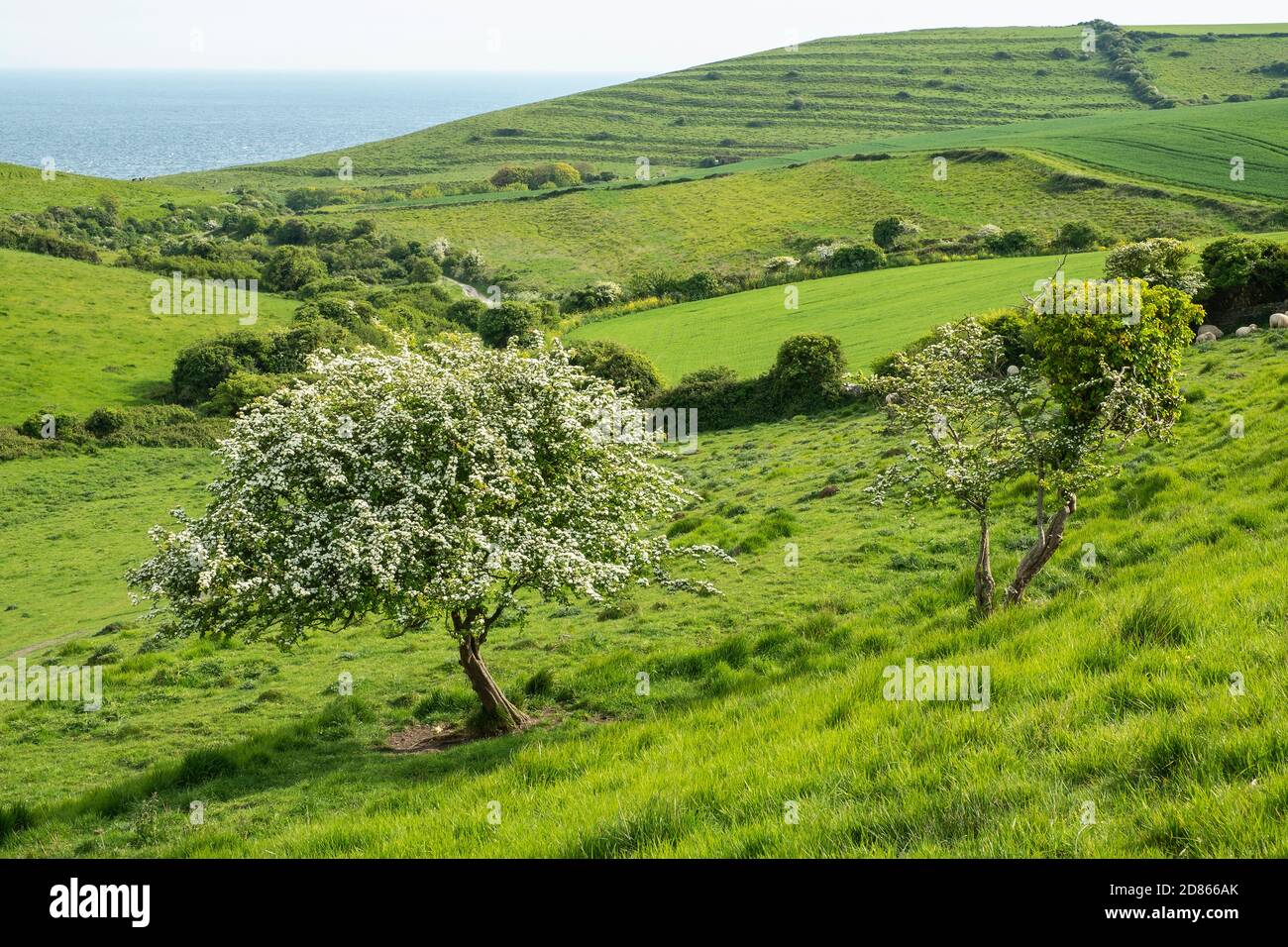 Rural landscape of rolling hills and green fields with Hawthorn blossom ...
