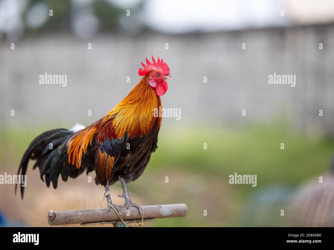 Full body of adult rooster or chicken on the farm Stock Photo - Alamy