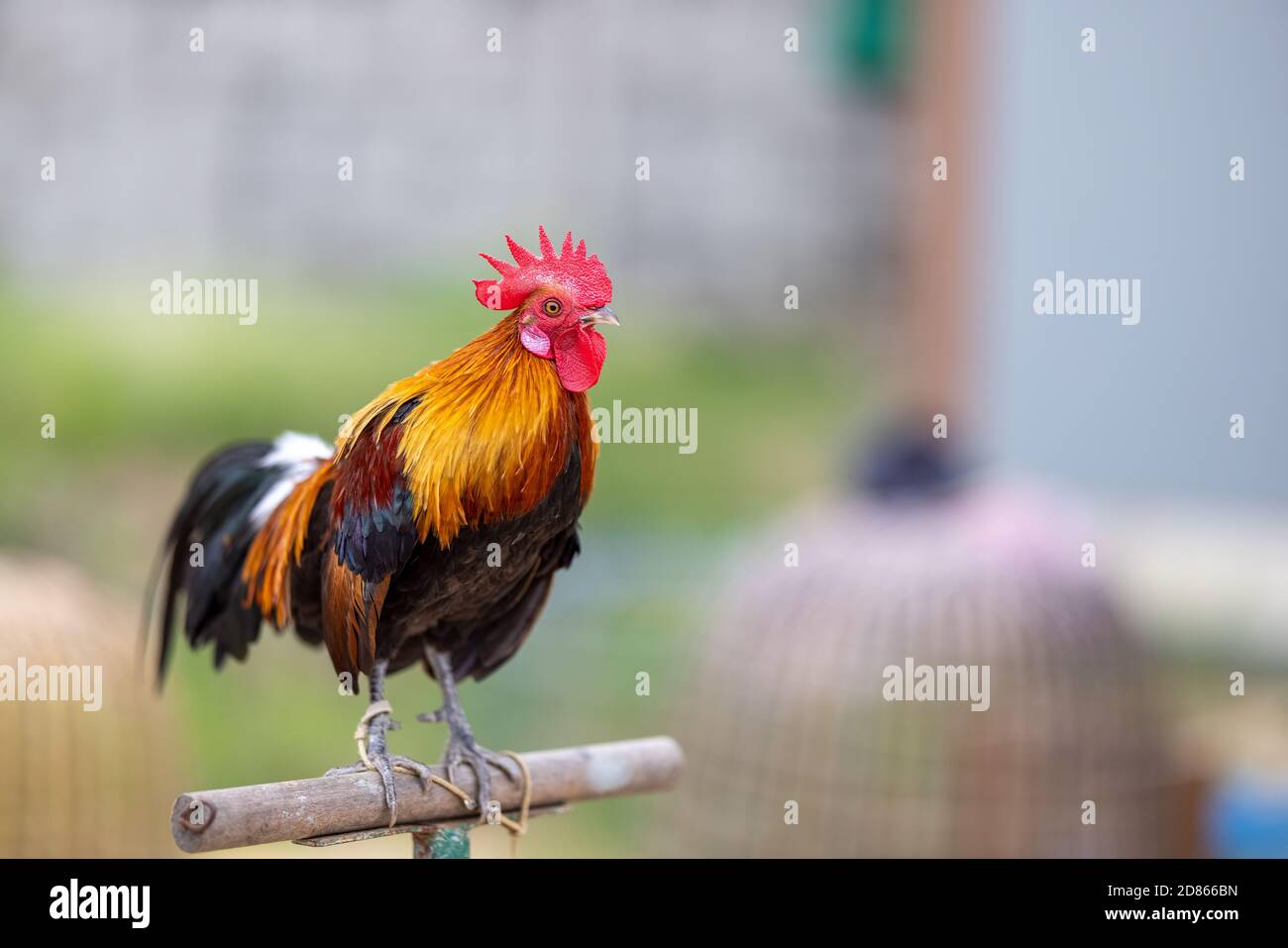 Full body of adult rooster or chicken on the farm Stock Photo - Alamy