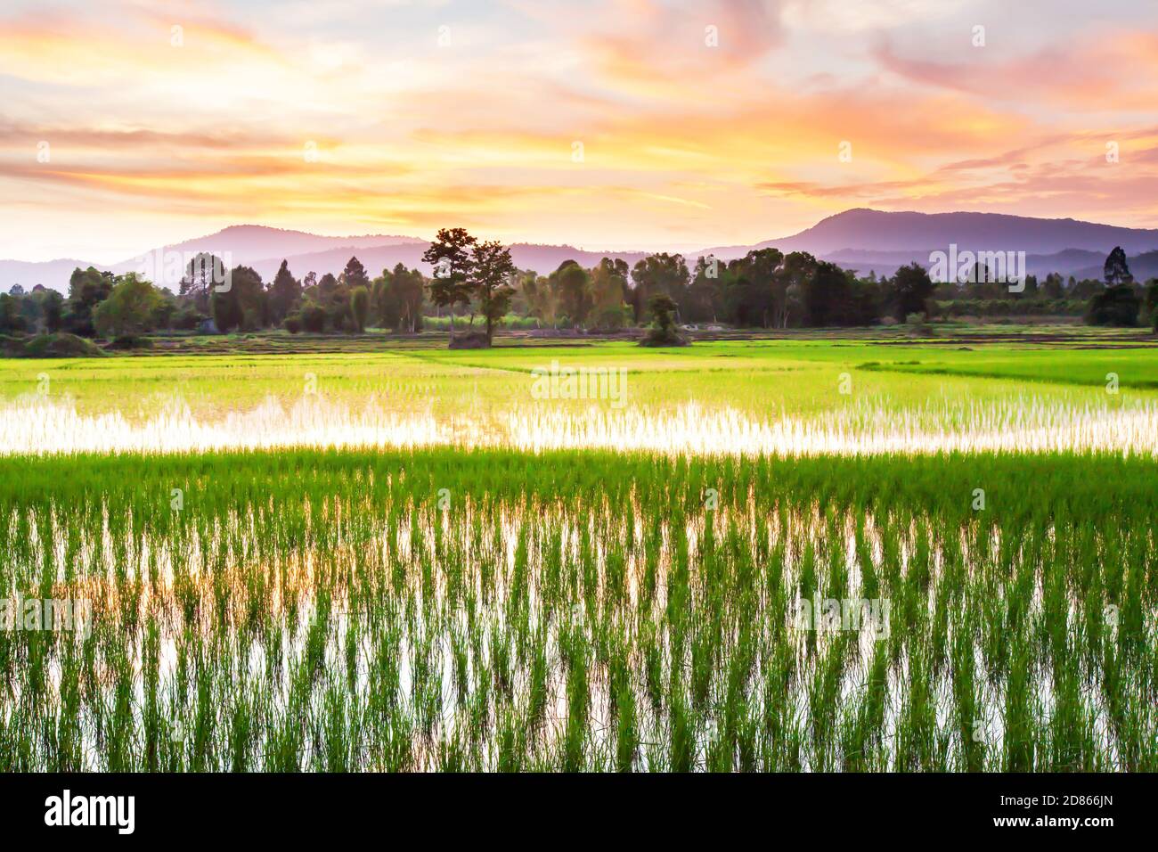 Landscape rice field at dusk, dramatic sunset sky over green rice ...