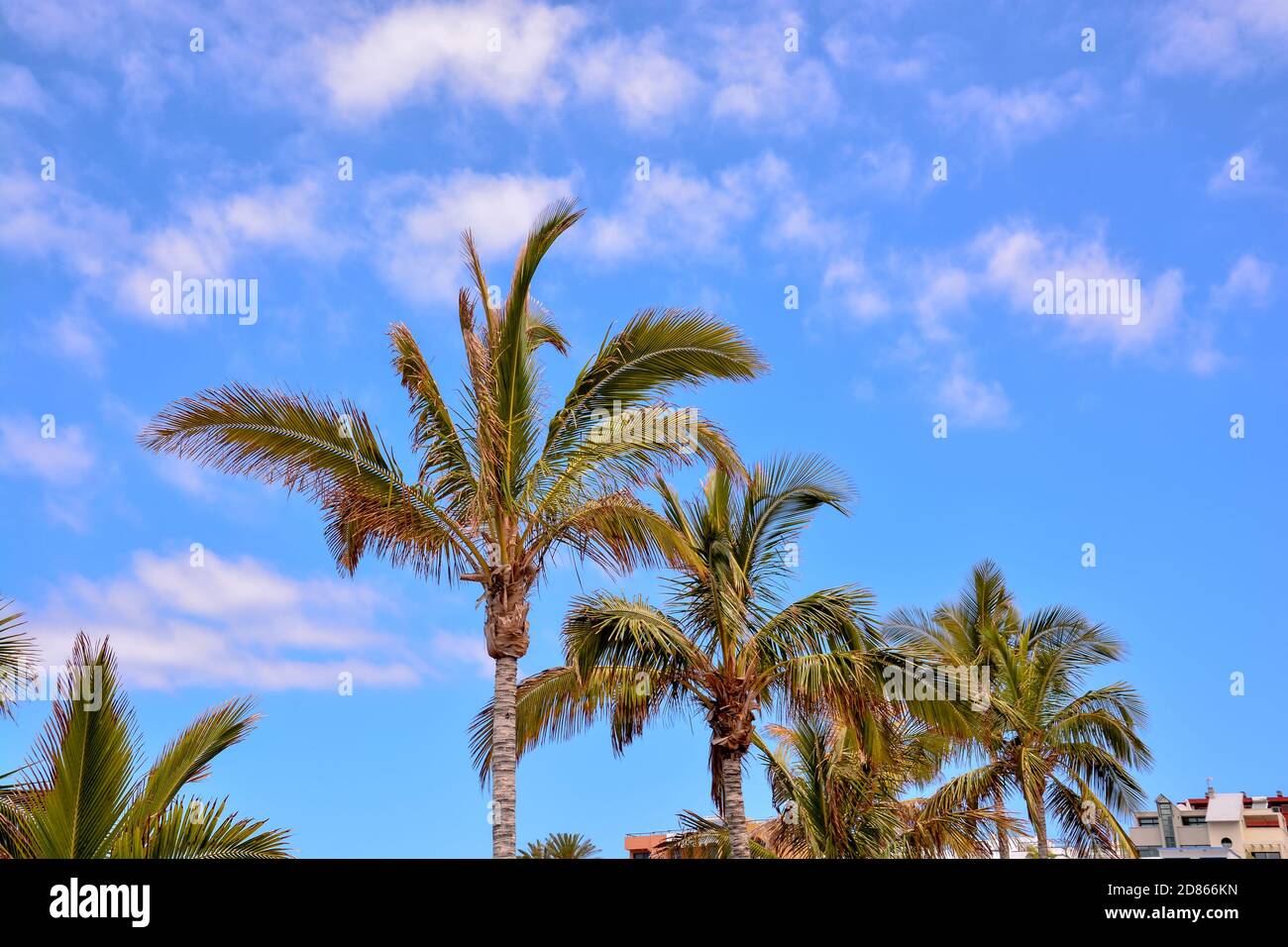 Green Palm Canarian Tree Stock Photo - Alamy