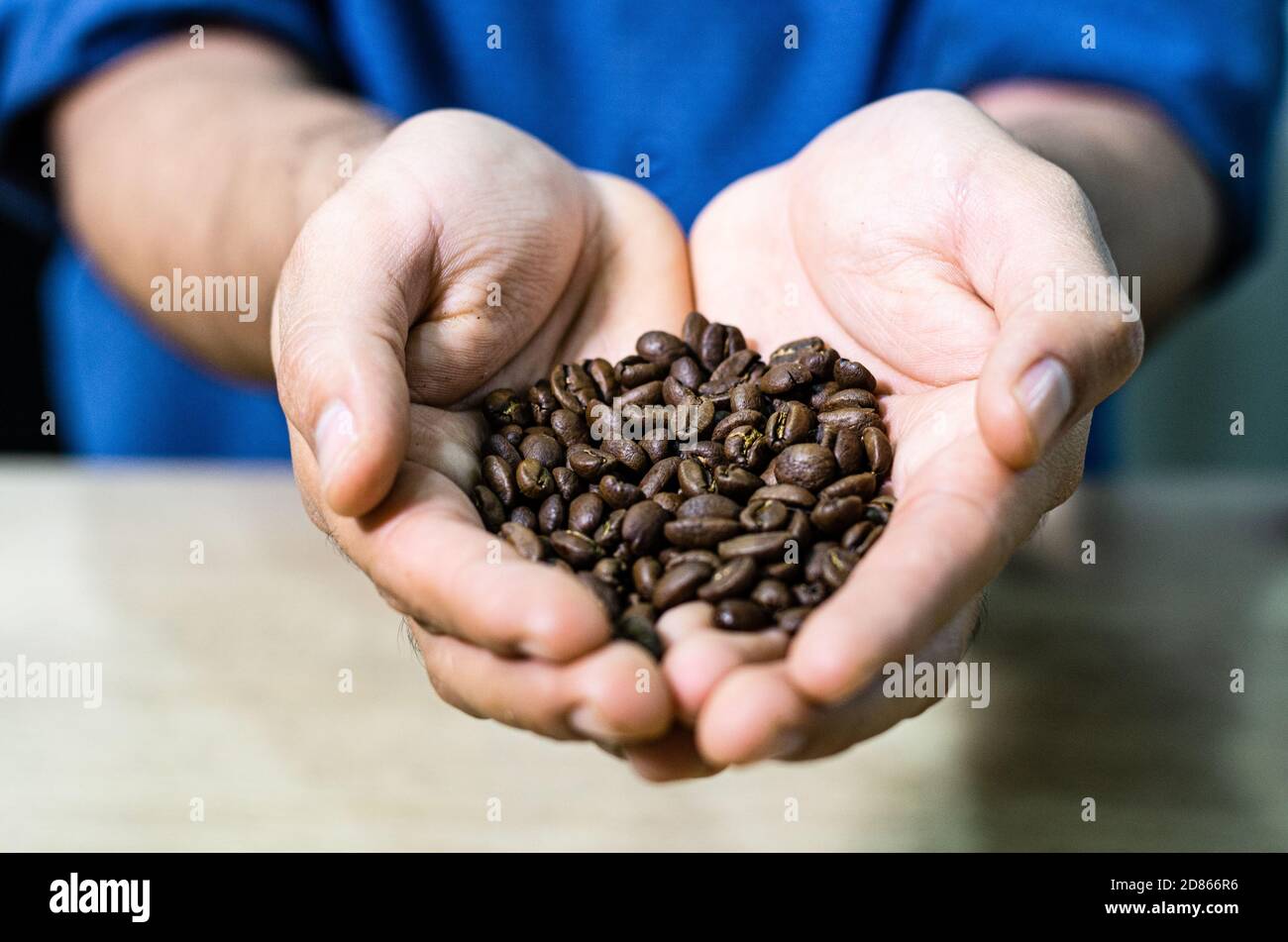 Fresh roasted coffee beans shown in hands Stock Photo - Alamy