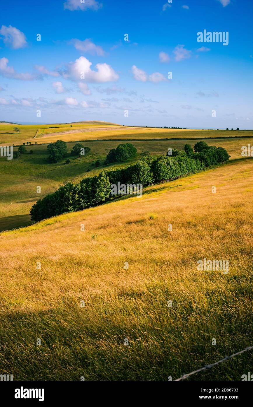 Landscape of the South Downs in southern England with long grass and ...