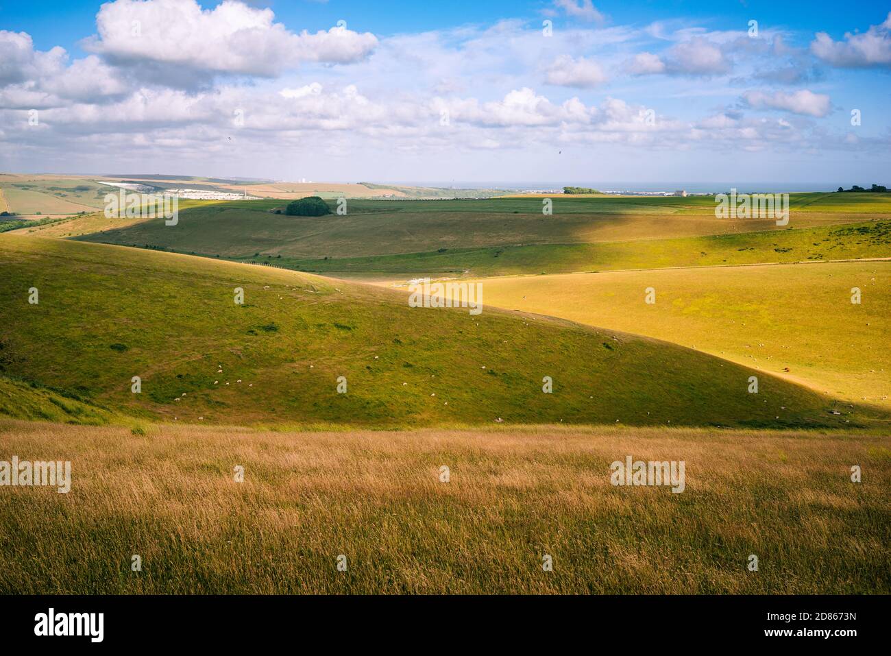 Landscape of the South Downs in southern England with long grass and ...