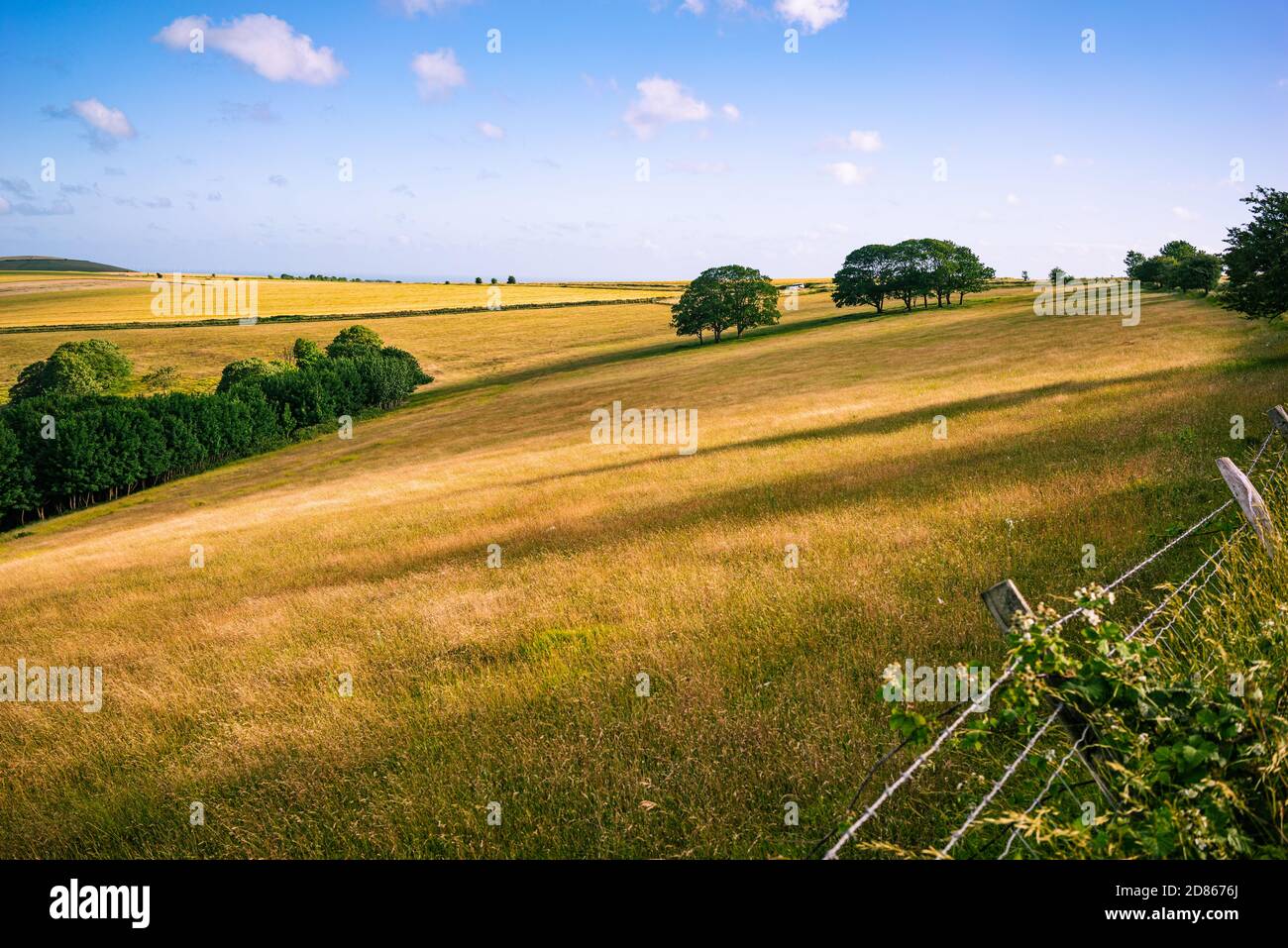 Landscape of the South Downs in southern England with long grass and ...