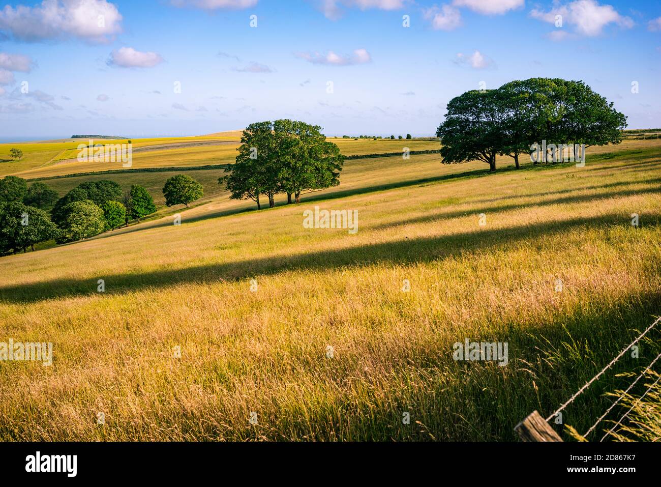 Landscape of the South Downs in southern England with long grass and ...