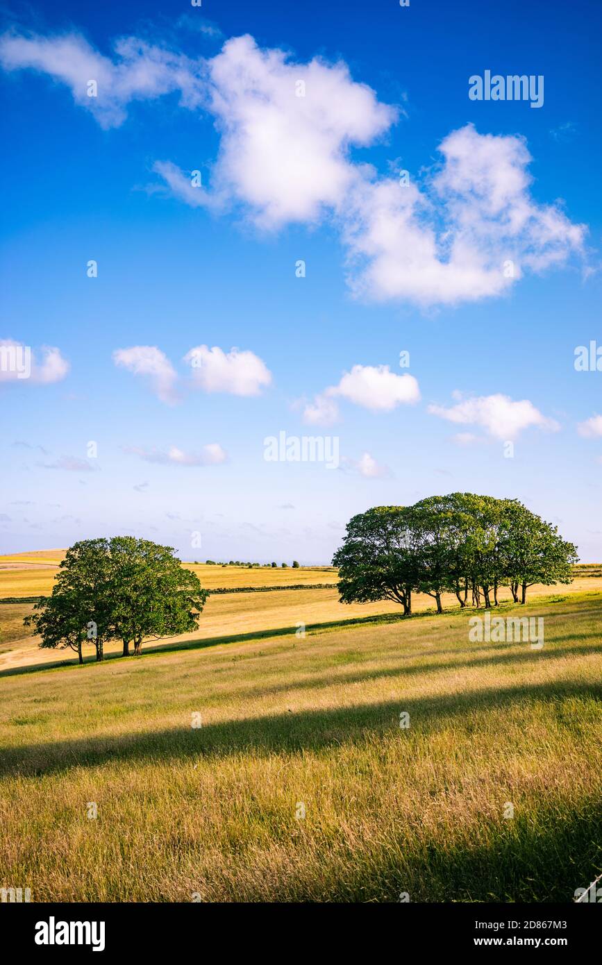 Landscape of the South Downs in southern England with long grass and ...