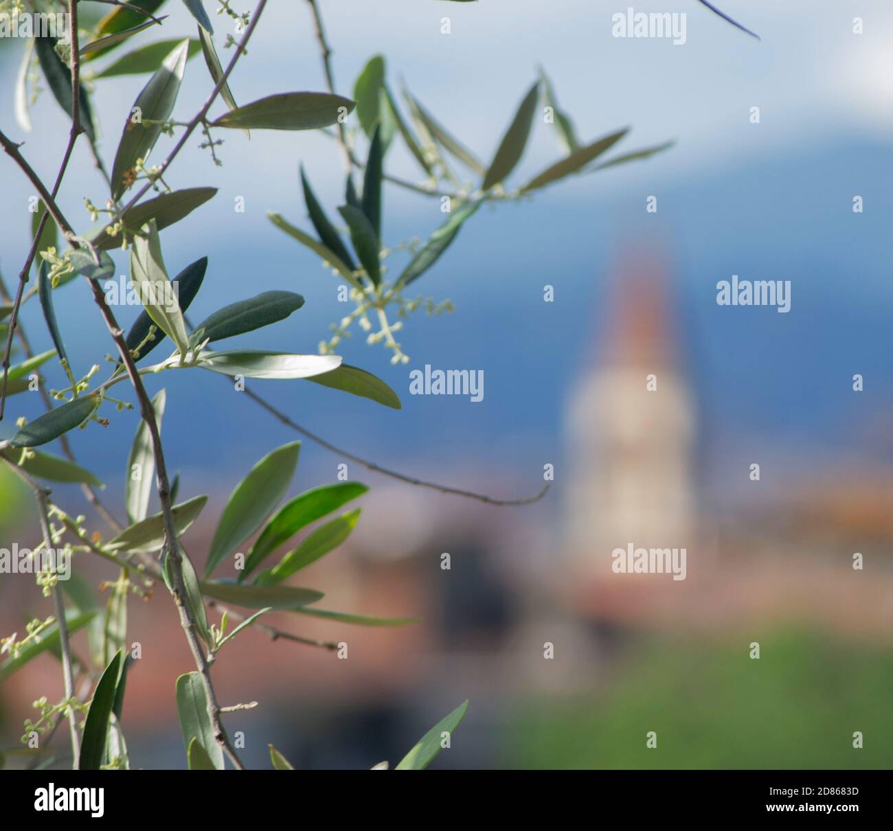 olive tree branch in tuscan countryside. A village church with its bell ...