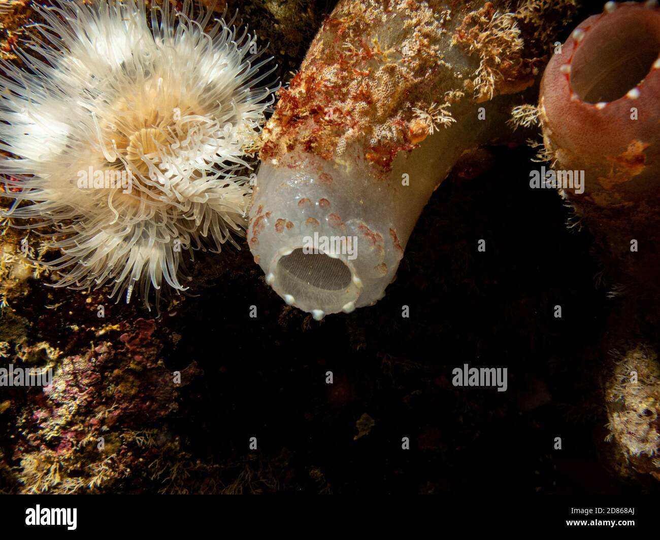 A closeup picture of Ascidiacea, commonly known as the ascidians or sea ...