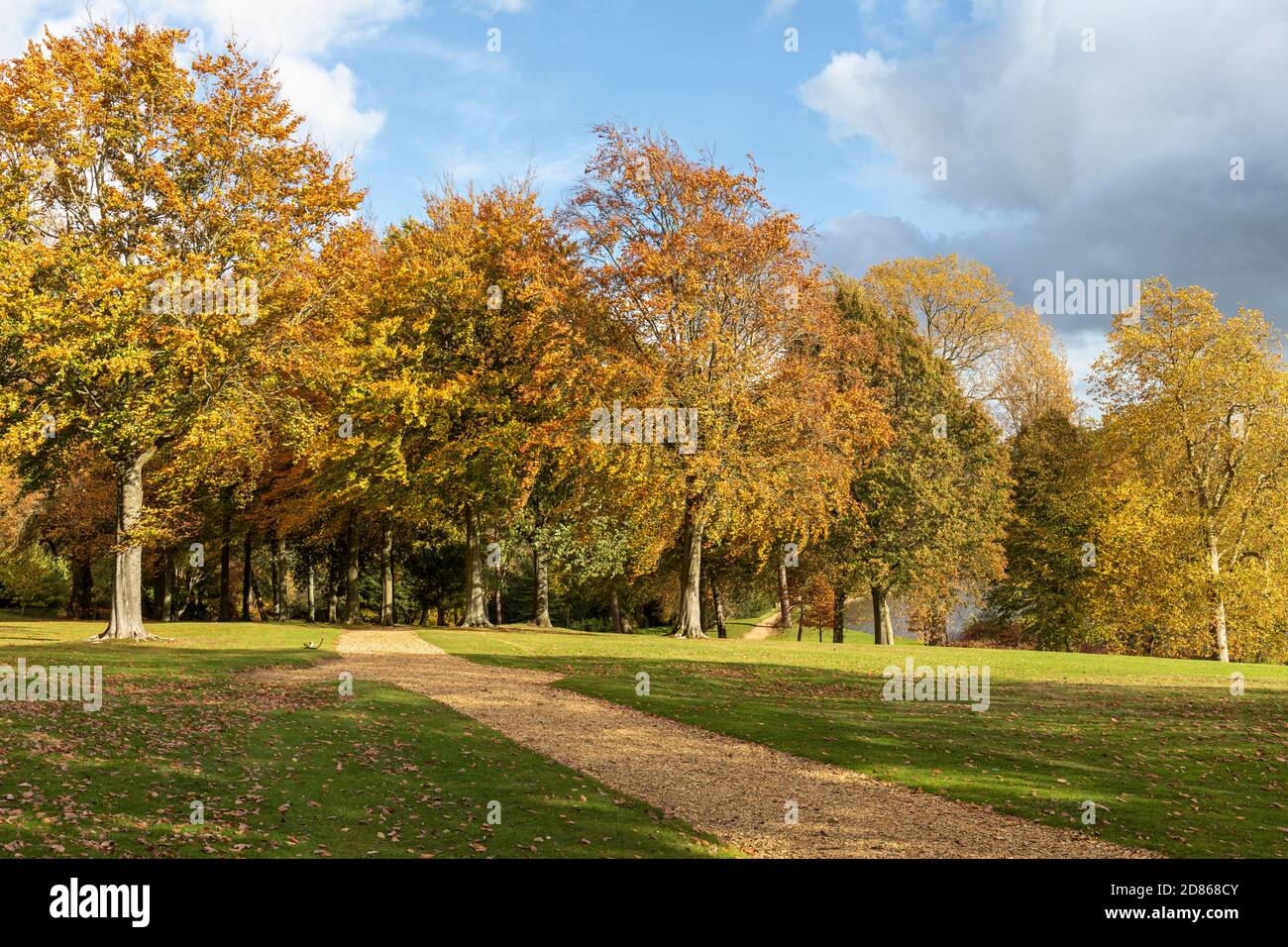 Pathway through the golden autumn trees at Bowood House and Gardens ...