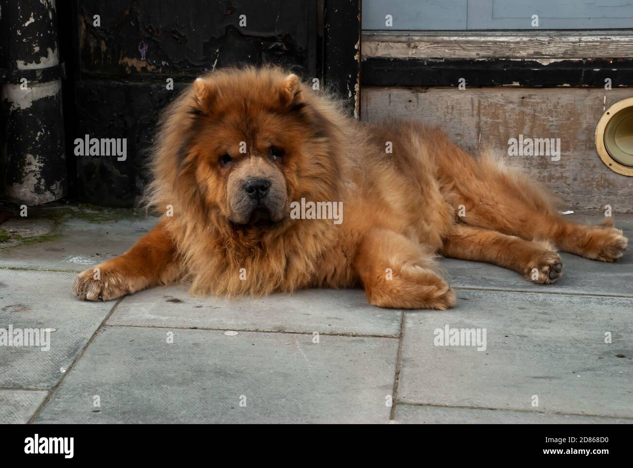 Chow Chow Lion