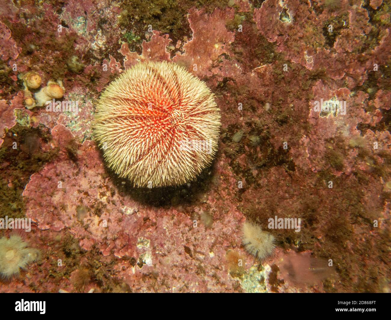 Common sea urchin echinus hi-res stock photography and images - Alamy