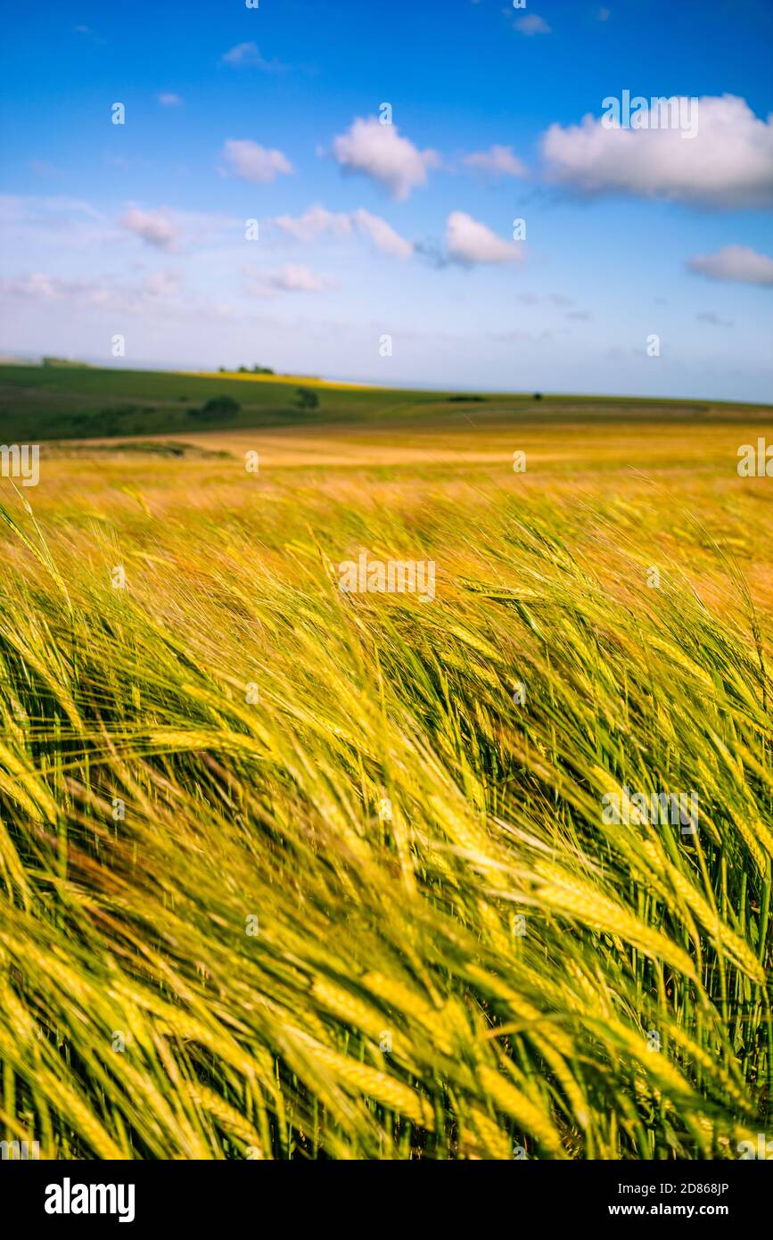 Landscape of the South Downs in southern England with long grass and ...