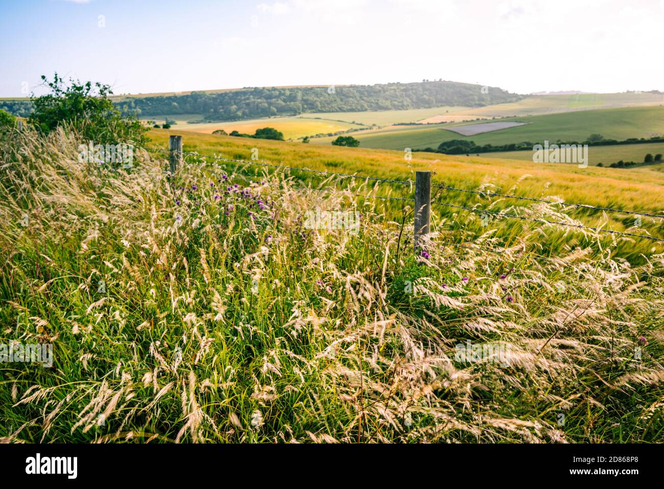 Landscape of the South Downs in southern England with long grass and ...
