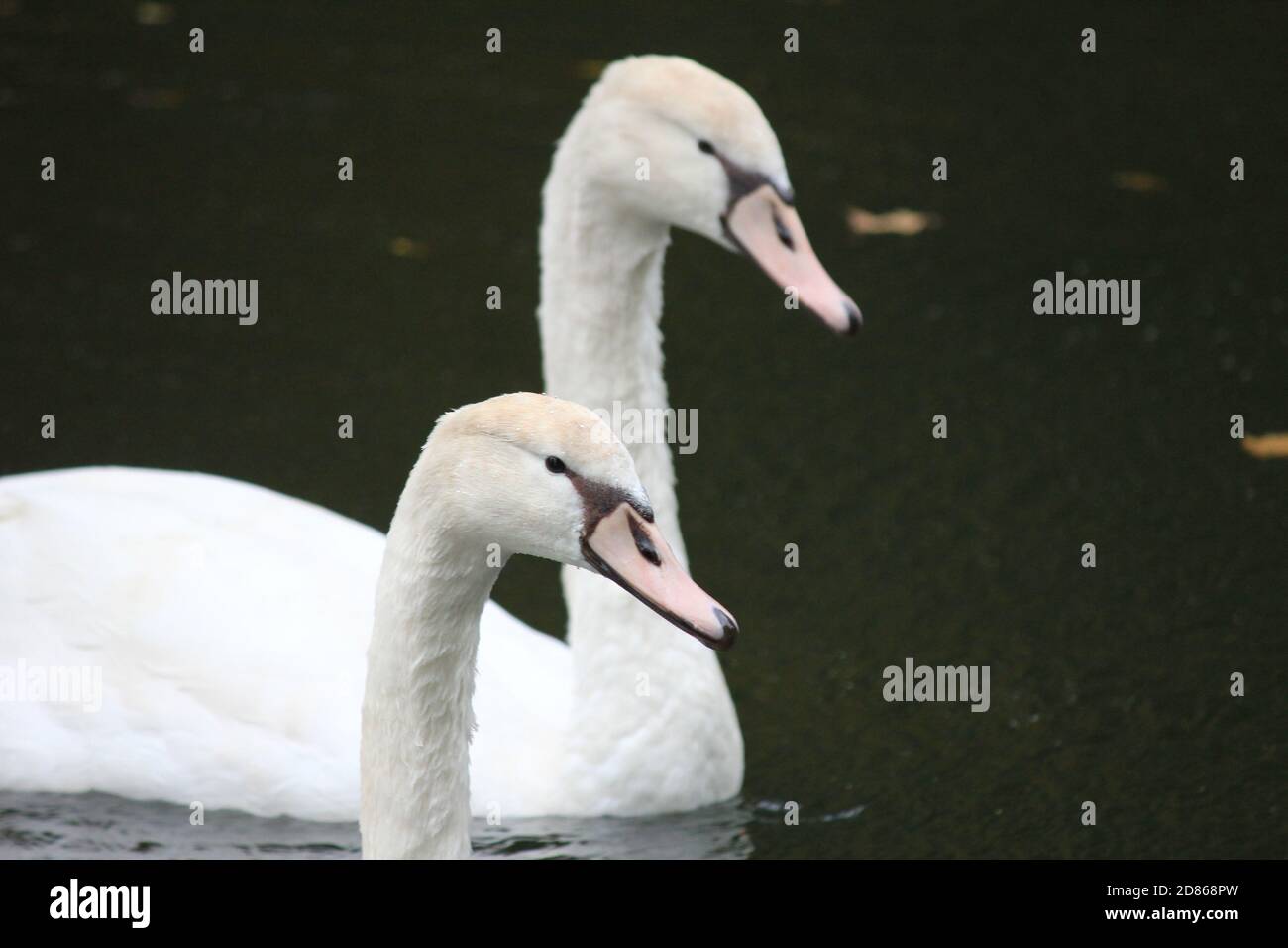 Swans are the largest of the aquatic birds hi-res stock photography and ...