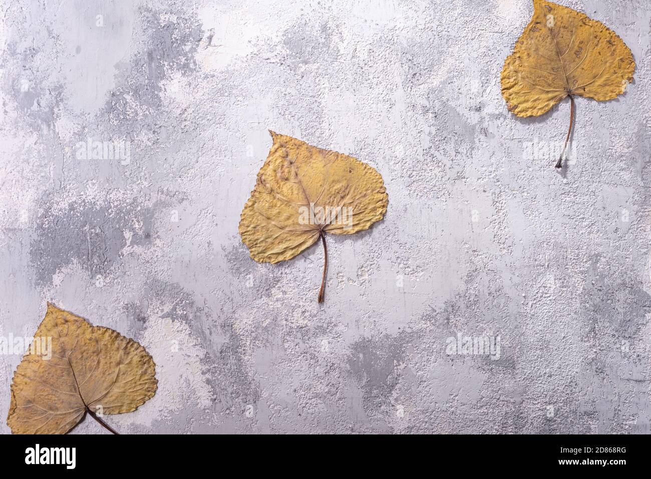 autumn leaves on gray-white decorative plaster texture Wood Background ...