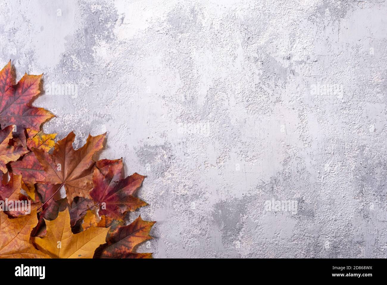 autumn leaves on gray-white decorative plaster texture Wood Background ...