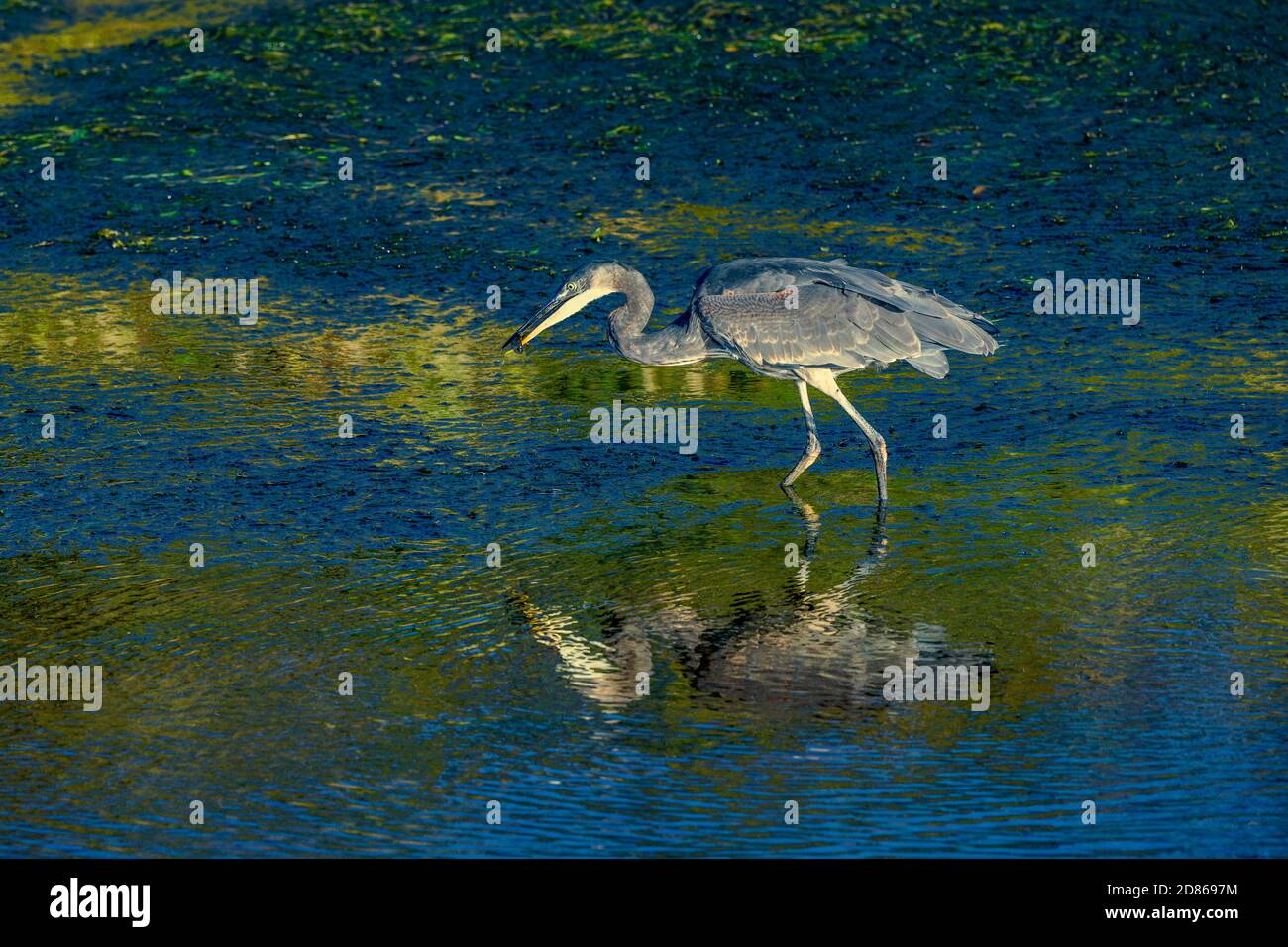 Great meadows marsh hi-res stock photography and images - Alamy