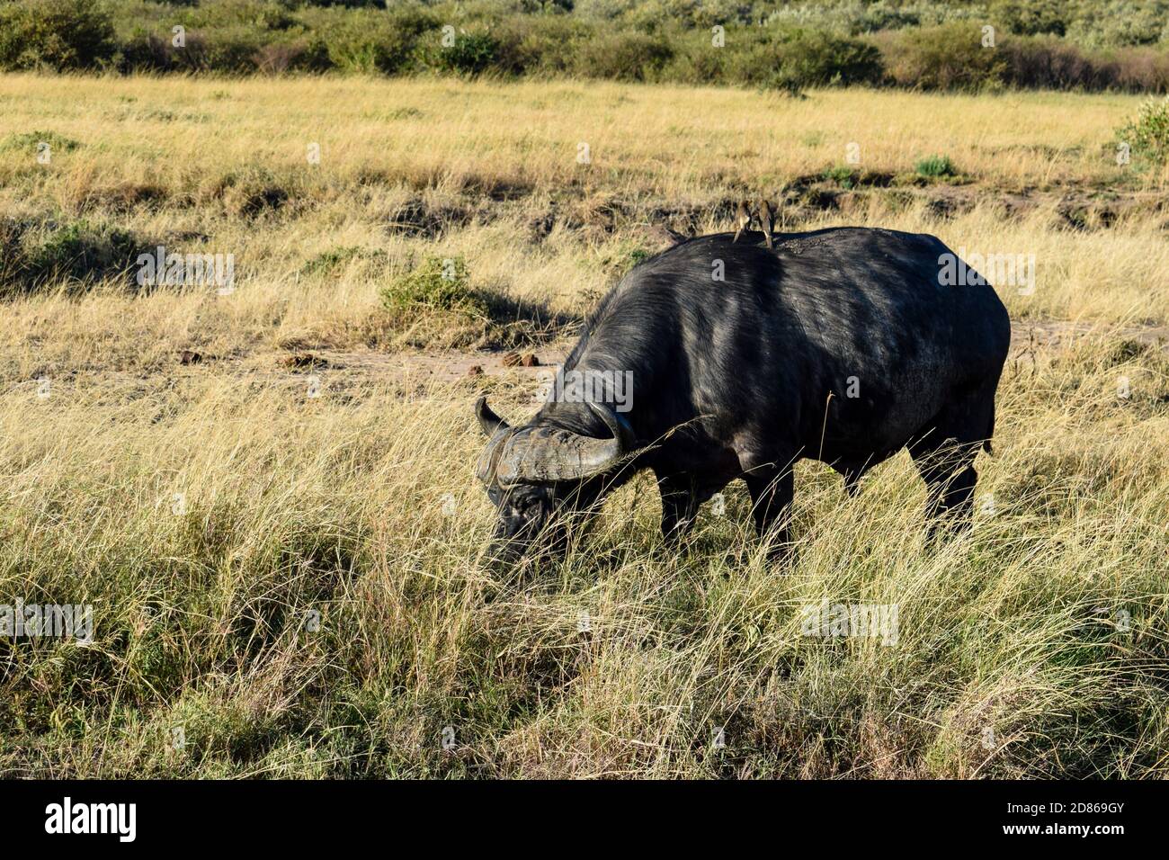 Buffle hi-res stock photography and images - Alamy