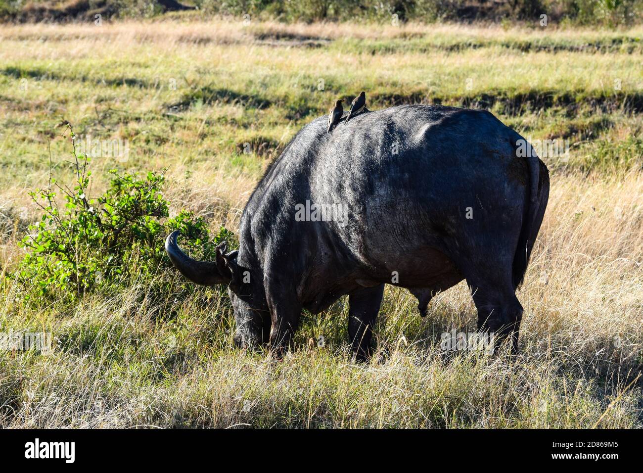 Buffle hi-res stock photography and images - Alamy