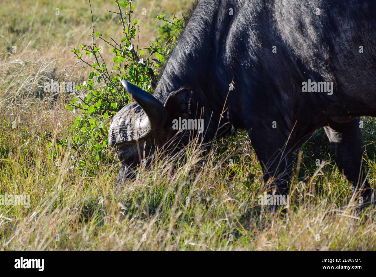 Buffle hi-res stock photography and images - Alamy