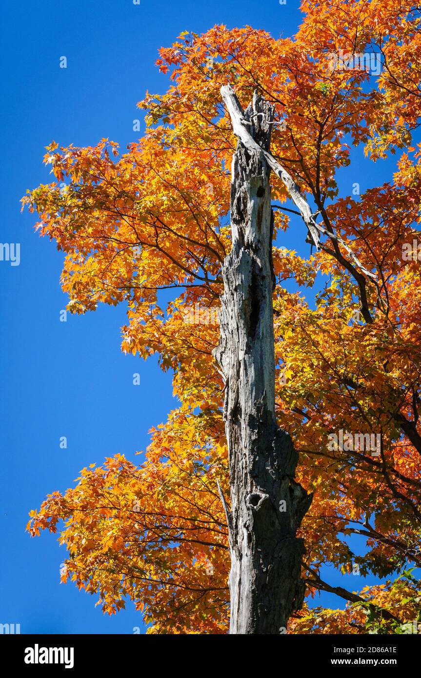 Spring grove pennsylvania hi-res stock photography and images - Alamy