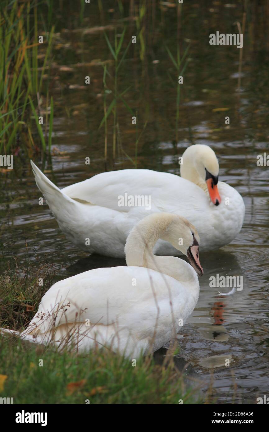 Swans are the largest of the aquatic birds hi-res stock photography and ...