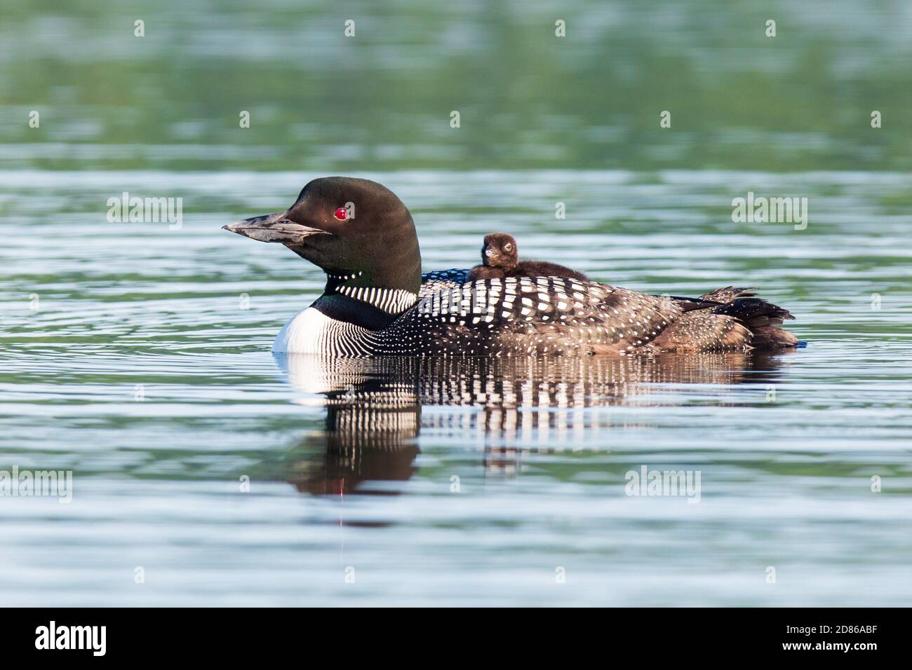 Common Loon with baby on back Stock Photo - Alamy