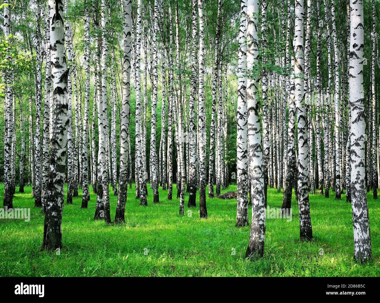 Birch trees in a summer forest in a meadow with sunlight Stock Photo ...