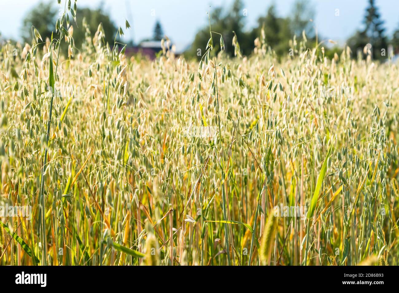 Field of green oats, growing agricultural crops Stock Photo - Alamy