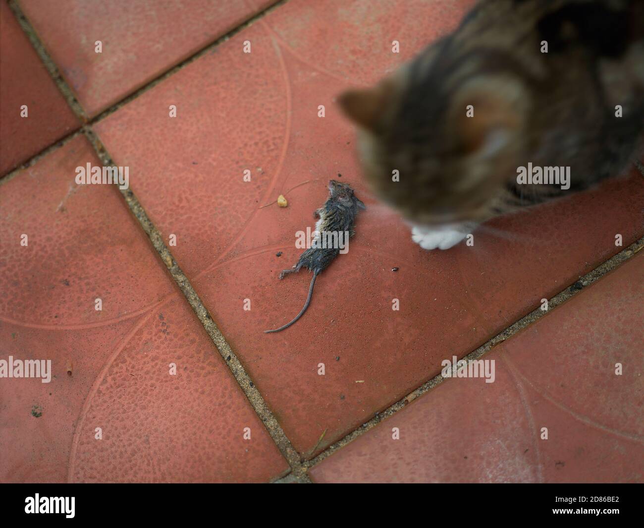 Overhead cat shot hi-res stock photography and images - Alamy