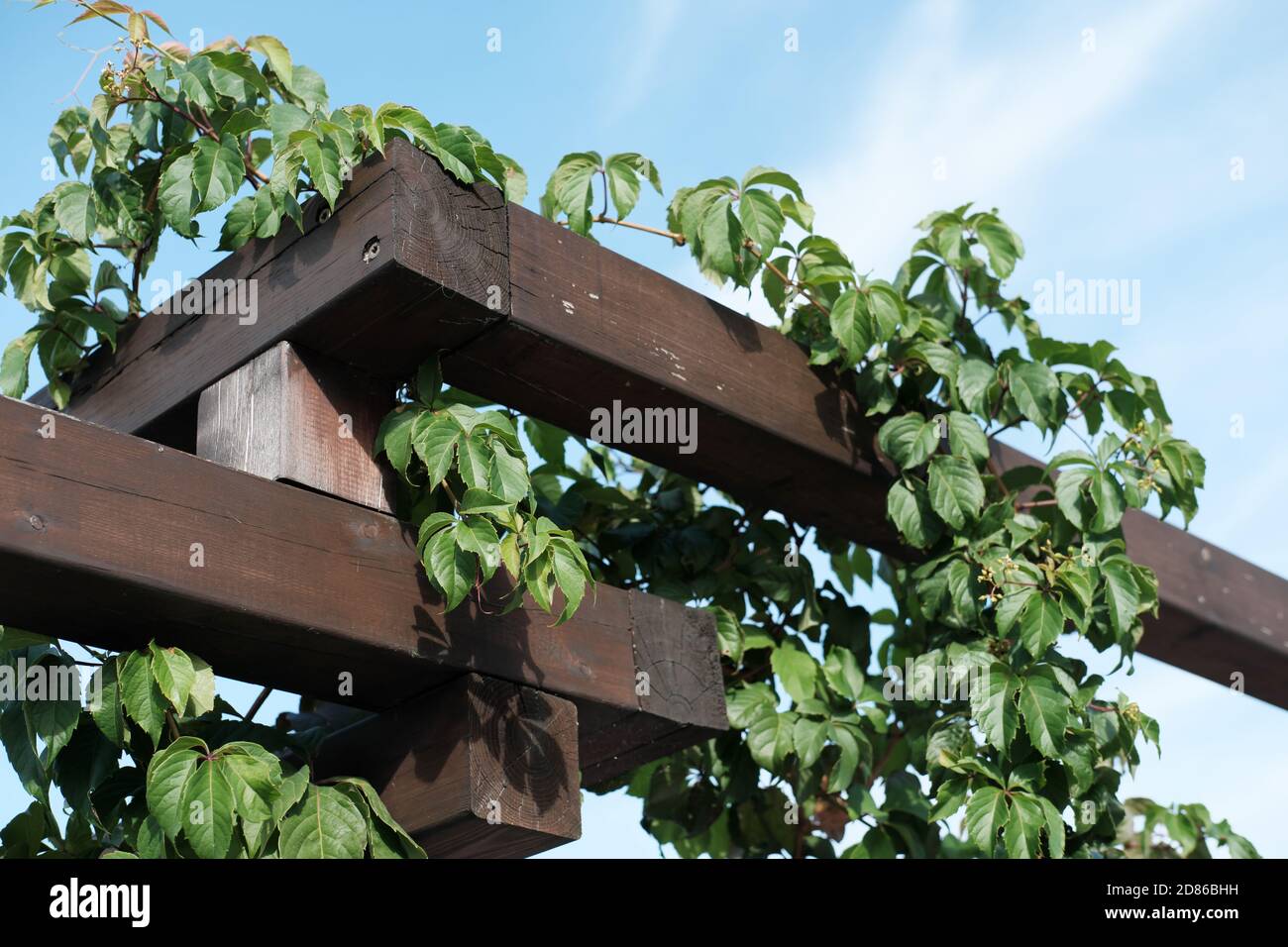 Parthenocissus tricuspidata Veitchii, or Victoria creeper, or Boston ...