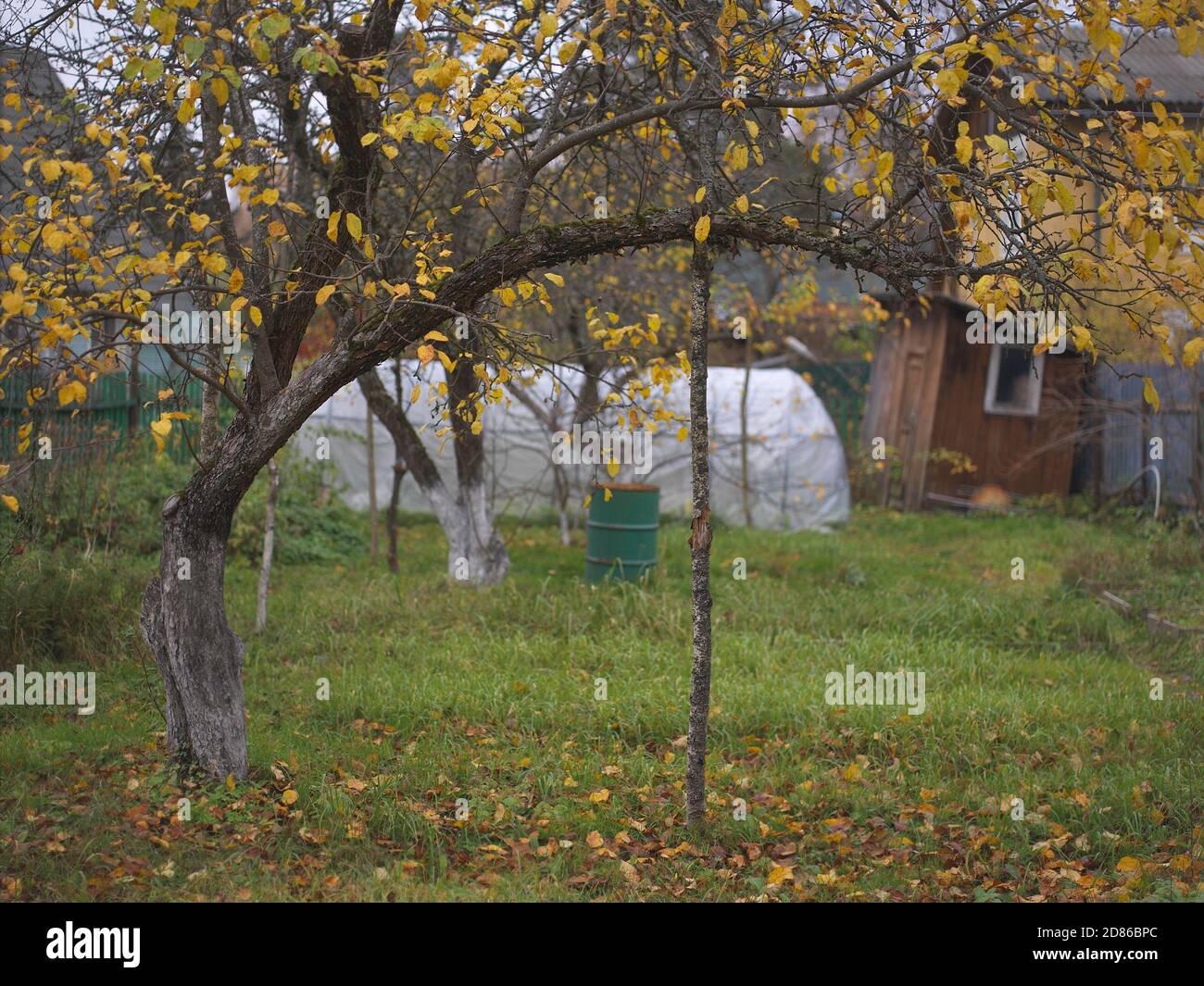 Apple tree supported with stick, autumn outdoor shot Stock Photo - Alamy