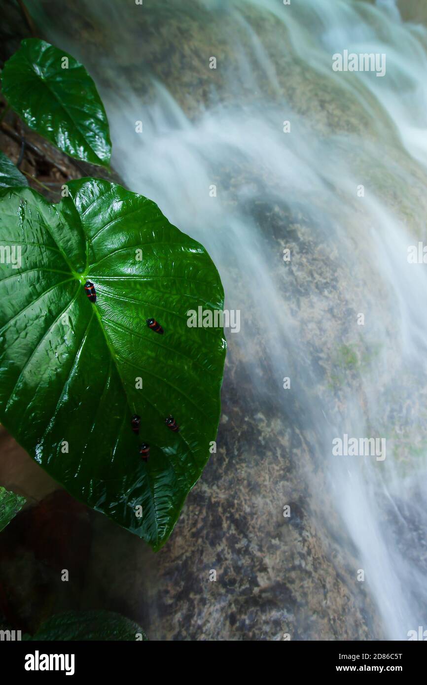 Water falls on taro leaves hi-res stock photography and images - Alamy