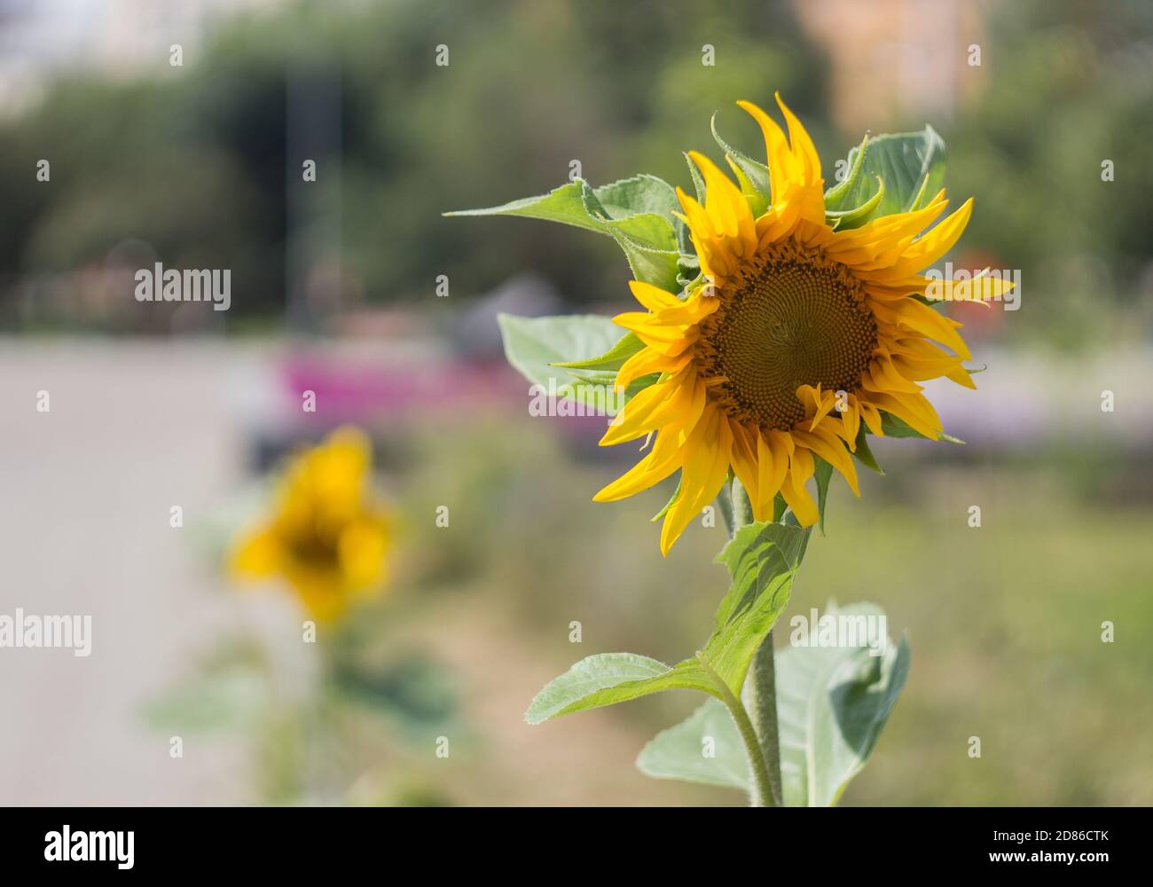 Sunflower structure hi-res stock photography and images - Alamy