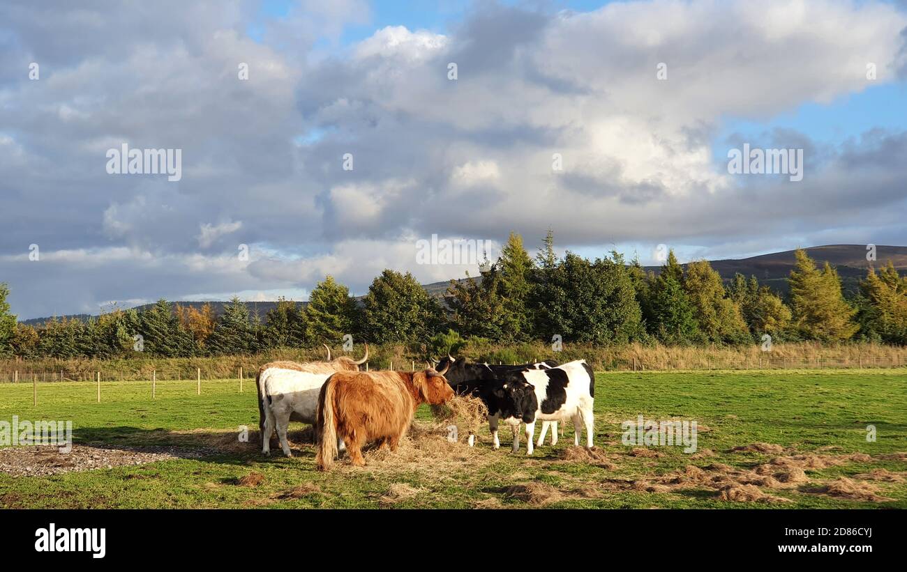 Highland cow scottish castle hi-res stock photography and images - Alamy
