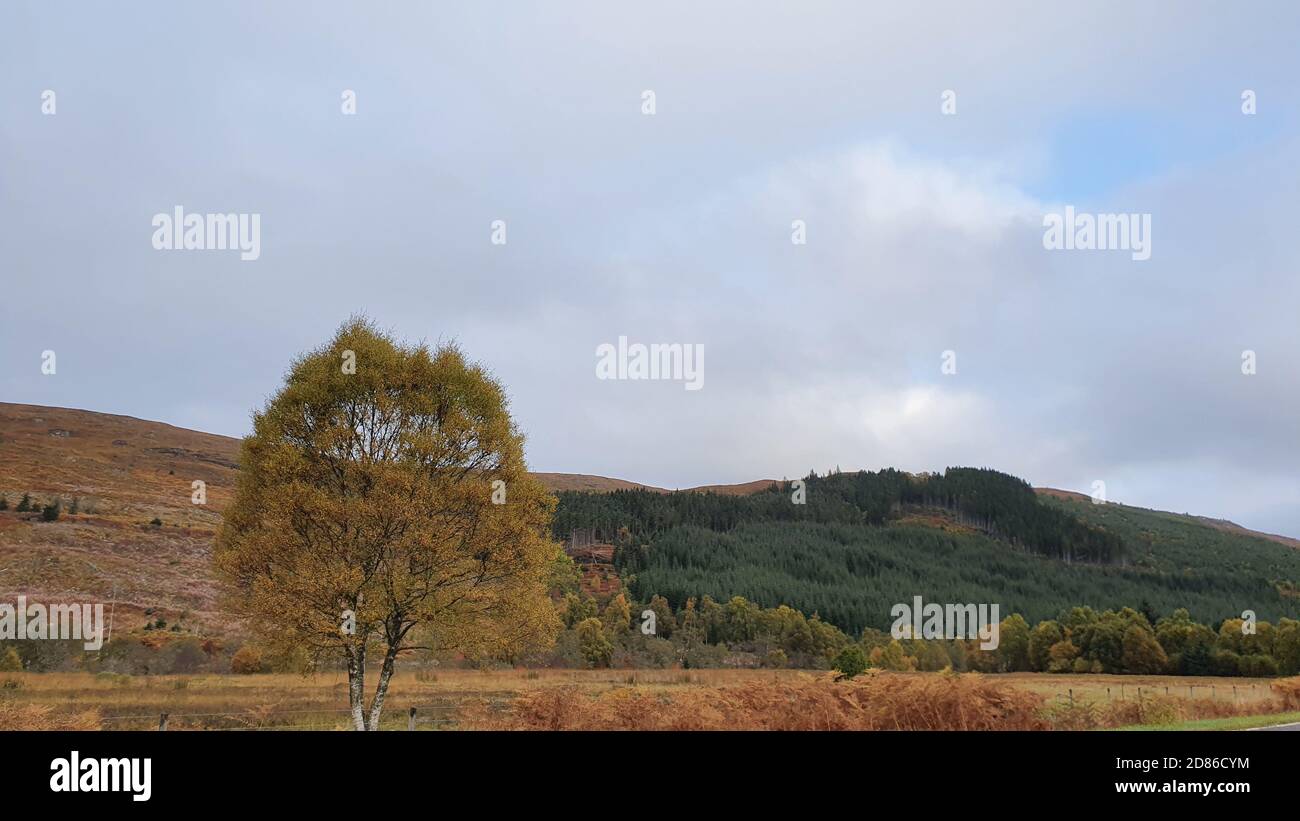 Tree and hills in Scottish Highlands Stock Photo - Alamy