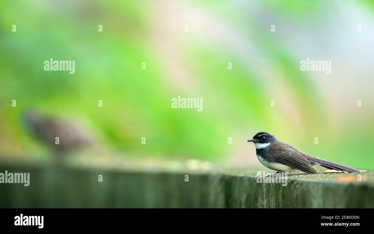 White-browed fantail is perching on the concrete fence in a backyard ...