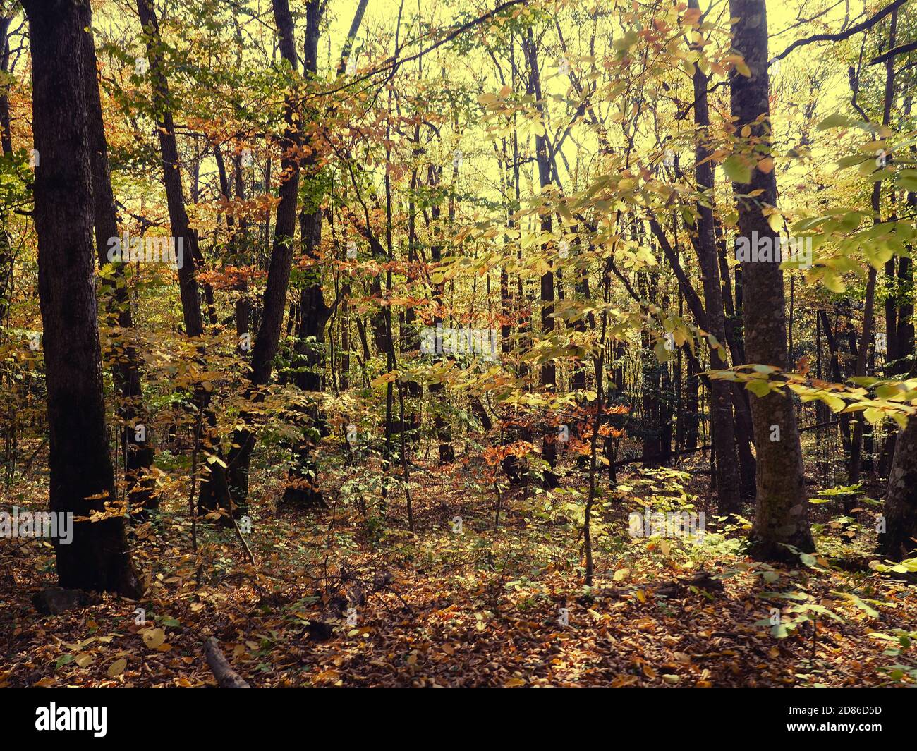 natural background background view from the mountain to the forest ...